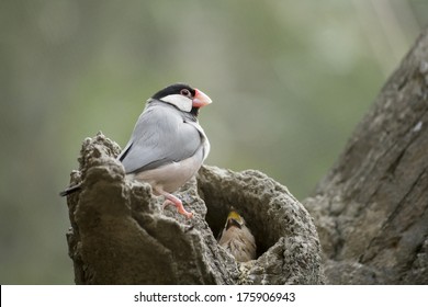 1,732 Java sparrows Images, Stock Photos & Vectors | Shutterstock