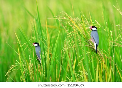 10,022 Bird eating grains Images, Stock Photos & Vectors | Shutterstock