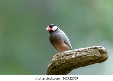 571 Padda Images, Stock Photos & Vectors | Shutterstock