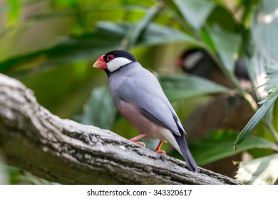 523 Padda oryzivora Images, Stock Photos & Vectors | Shutterstock