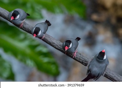 746 Ricebird Images, Stock Photos & Vectors | Shutterstock