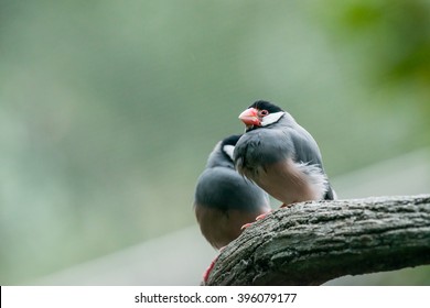 746 Ricebird Images, Stock Photos & Vectors | Shutterstock