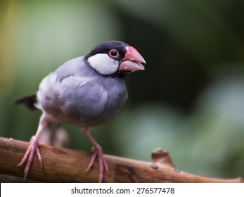Java Sparrow Small Grey Bird Blur Stock Photo 276577478 | Shutterstock
