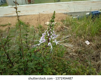 Java Tea Kidney Tea Plant Cats Stock Photo 1371904487 | Shutterstock