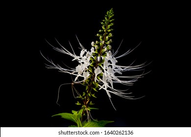 1,198 Kidney tea plant Images, Stock Photos & Vectors | Shutterstock