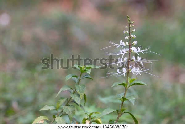 Java Tea Kidney Tea Plant Cats Stock Photo 1345088870 | Shutterstock