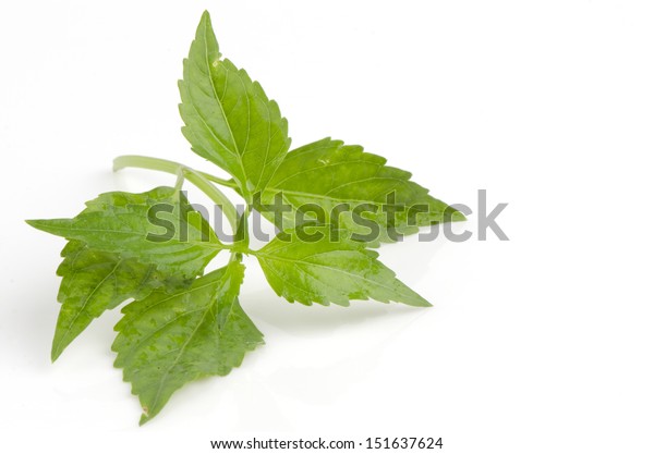 Java Tea Kidney Tea Plant Cats Stock Photo 151637624 | Shutterstock