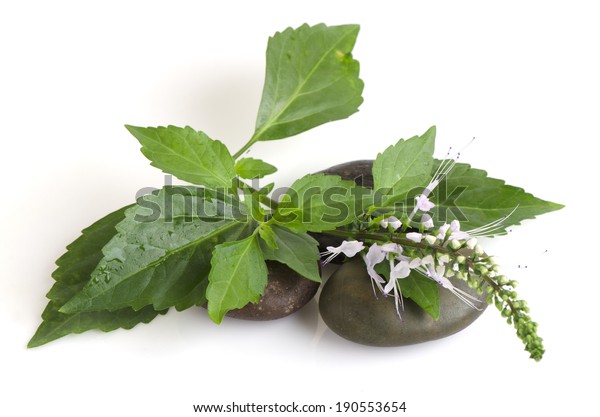Java Tea Kidney Tea Plant Cats Stock Photo 190553654 | Shutterstock