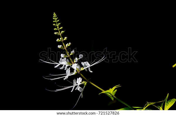 Java Tea Kidney Tea Plant Cats Stock Photo 721527826 | Shutterstock