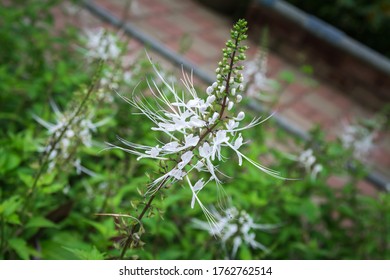 1,223 imágenes de Kidney tea plant - Imágenes, fotos y vectores de ...