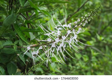 1,223 imágenes de Kidney tea plant - Imágenes, fotos y vectores de ...