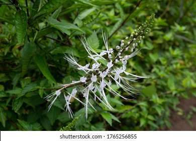 1,223 imágenes de Kidney tea plant - Imágenes, fotos y vectores de ...