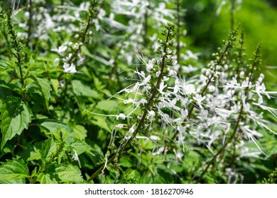 1,223 imágenes de Kidney tea plant - Imágenes, fotos y vectores de ...