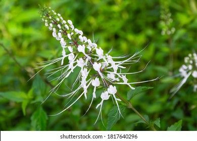 1,198 Kidney tea plant Images, Stock Photos & Vectors | Shutterstock