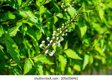 1,198 Kidney tea plant Images, Stock Photos & Vectors | Shutterstock