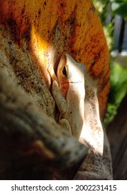 299 Java tree frogs Images, Stock Photos & Vectors | Shutterstock