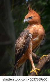 195 Javan hawk eagle Images, Stock Photos & Vectors | Shutterstock