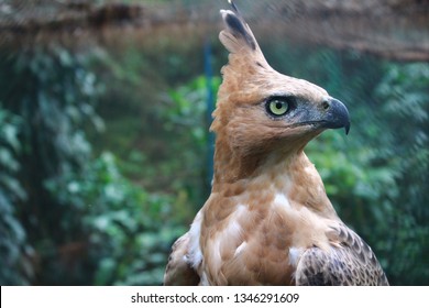 195 Javan hawk eagle Images, Stock Photos & Vectors | Shutterstock