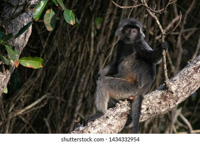 46 Javan Leaf Monkey Images, Stock Photos & Vectors | Shutterstock