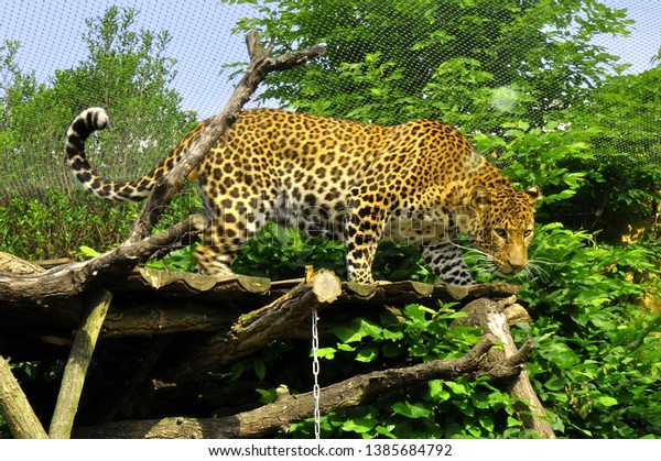 Javan Leopard Panthera Pardus Melas Leopard Stock Photo (Edit Now ...