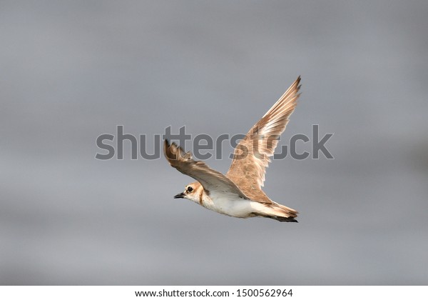 Javan Plover Charadrius Javanicus Flight On Stock Photo (Edit Now ...