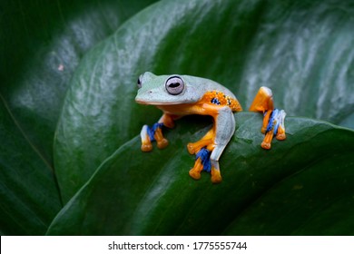 Javan Tree Frog Front View On Stock Photo (Edit Now) 1775555744