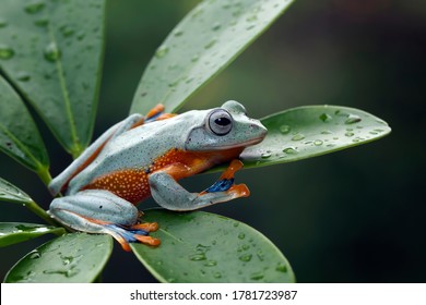 Javan Tree Frog Front View On Stock Photo 1781723987 | Shutterstock