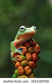 379 Toad fruit tree Images, Stock Photos & Vectors | Shutterstock