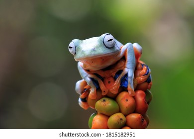 379 Toad fruit tree Images, Stock Photos & Vectors | Shutterstock