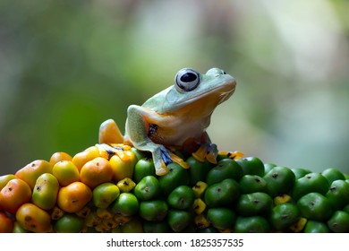 379 Toad fruit tree Images, Stock Photos & Vectors | Shutterstock
