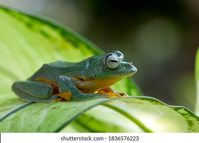 2,685 Frog side view Images, Stock Photos & Vectors | Shutterstock