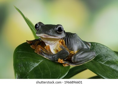 2,685 Frog side view Images, Stock Photos & Vectors | Shutterstock