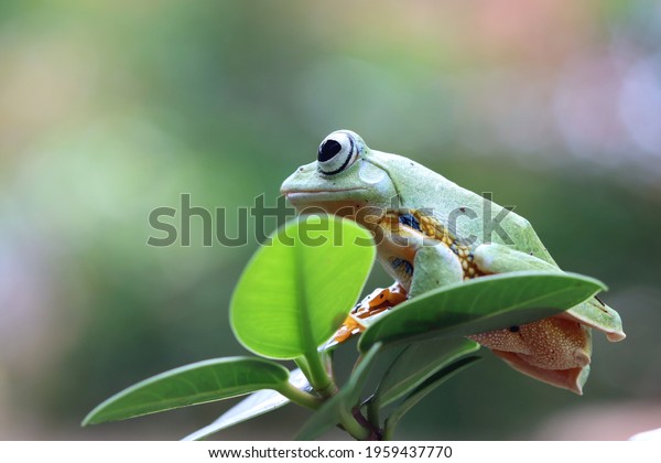 Javan Tree Frog Side View On Stock Photo 1959437770 | Shutterstock