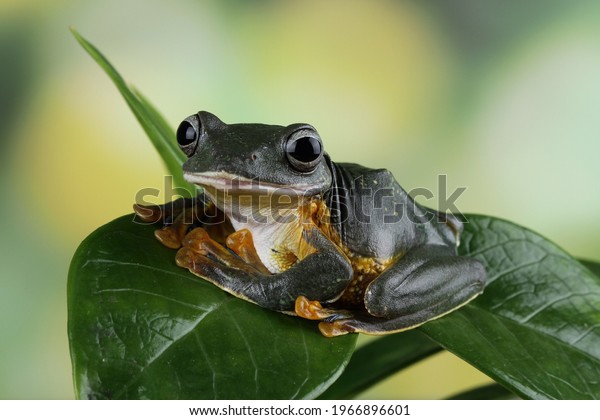Javan Tree Frog Side View On Stock Photo 1966896601 | Shutterstock