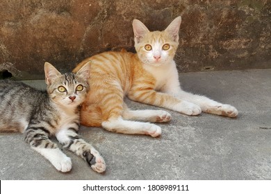 11,270 Indonesia Cat Images, Stock Photos & Vectors | Shutterstock