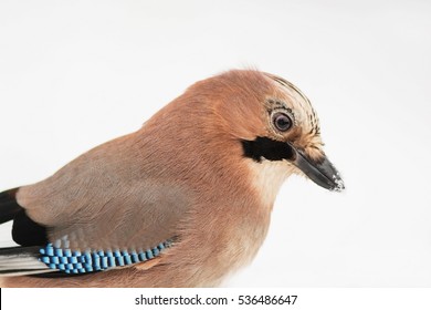 Jay Stock Photo 536486647 | Shutterstock
