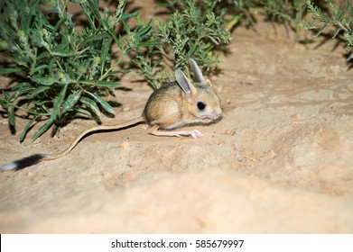 1,072 Jerboa Images, Stock Photos & Vectors | Shutterstock