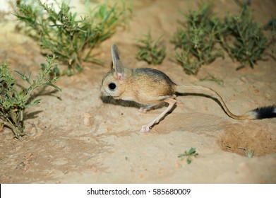 Jerboa: Bilder, Stockfotos und Vektorgrafiken | Shutterstock