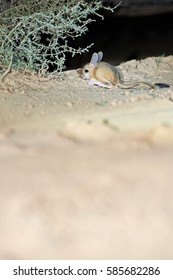Jerboa Stock Photo 585682286 | Shutterstock