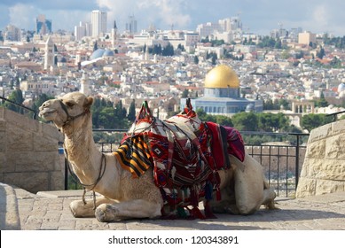 3,333 Israel camel Images, Stock Photos & Vectors | Shutterstock
