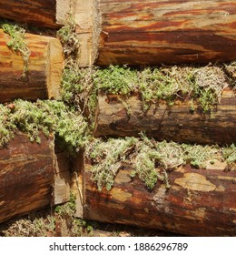 Joining Logs During Construction Compaction Moss Stock Photo 1886296789 ...