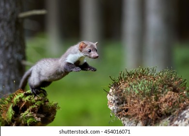 2,238 Marten martes Images, Stock Photos & Vectors | Shutterstock