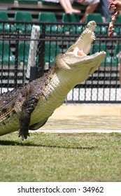 1,333 Alligator jump Images, Stock Photos & Vectors | Shutterstock