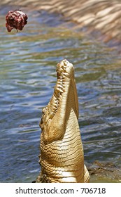 1,333 Alligator jump Images, Stock Photos & Vectors | Shutterstock