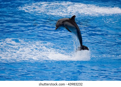 Pair Beautiful Dolphins Jumping Over Breaking Stock Photo 443741848 ...
