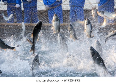 58,411 Fish splash water Images, Stock Photos & Vectors | Shutterstock
