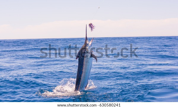 Jumping Marlin Stock Photo (Edit Now) 630580241