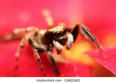 Big Fluffy Spider Looks Straight Stock Photo 621899735 | Shutterstock