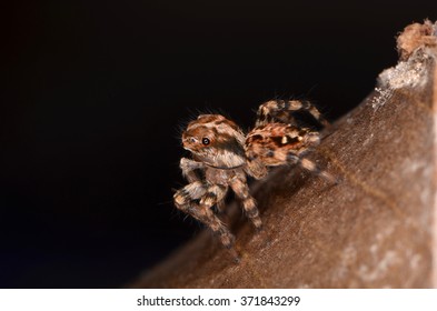 Closeup Head Snake Boa Constrictors Isolated Stock Photo 492137320 ...