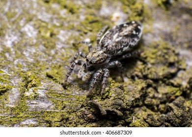 Alligator Natural Environment Wetlands Stock Photo 1444595150 ...